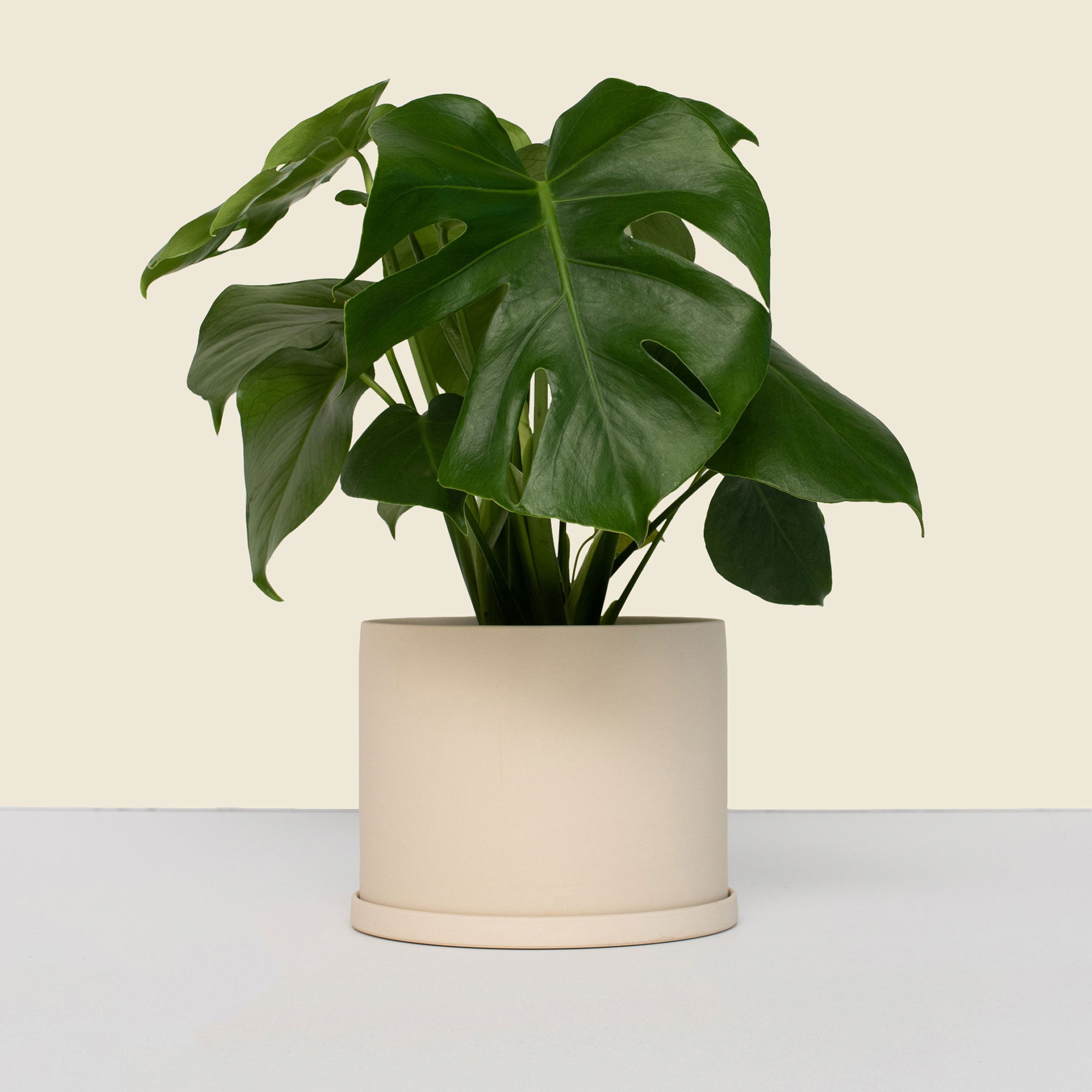 Medium Beige Pot with Saucer | Plant Planters – Jungle Supply