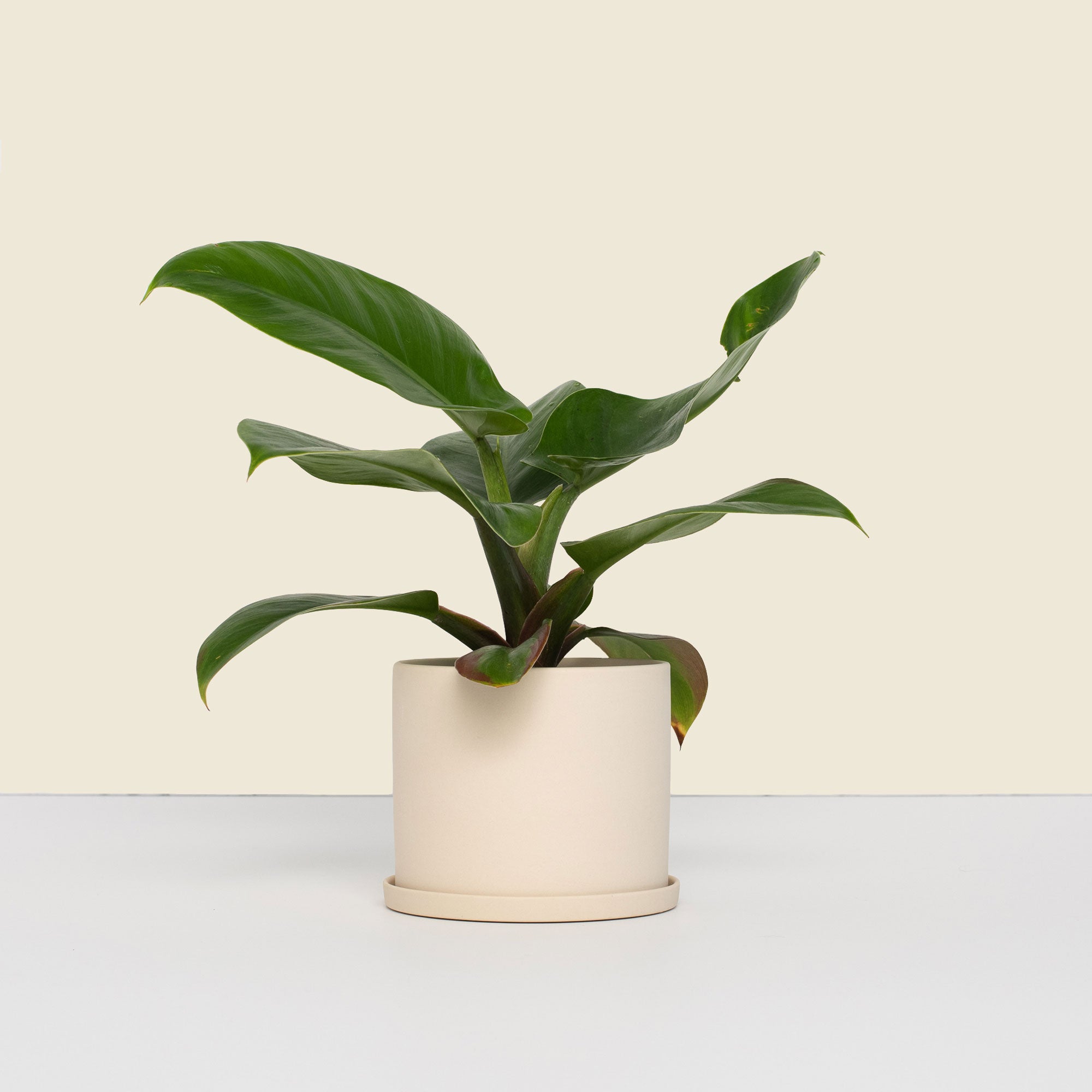 Small Beige Pot with Saucer | House Plant Pots with Drainage – Jungle ...